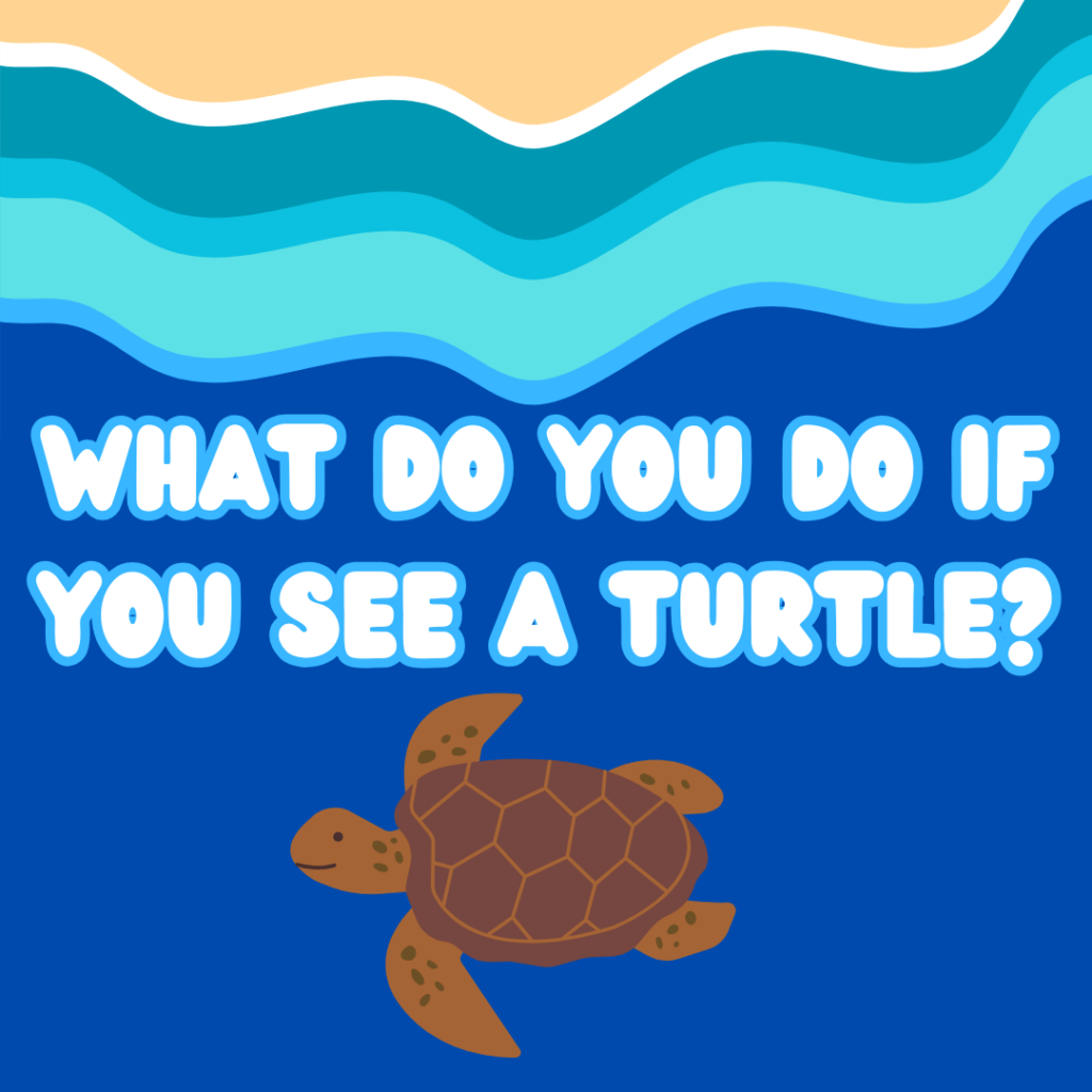 If You See a Turtle | Zante Turtle Center