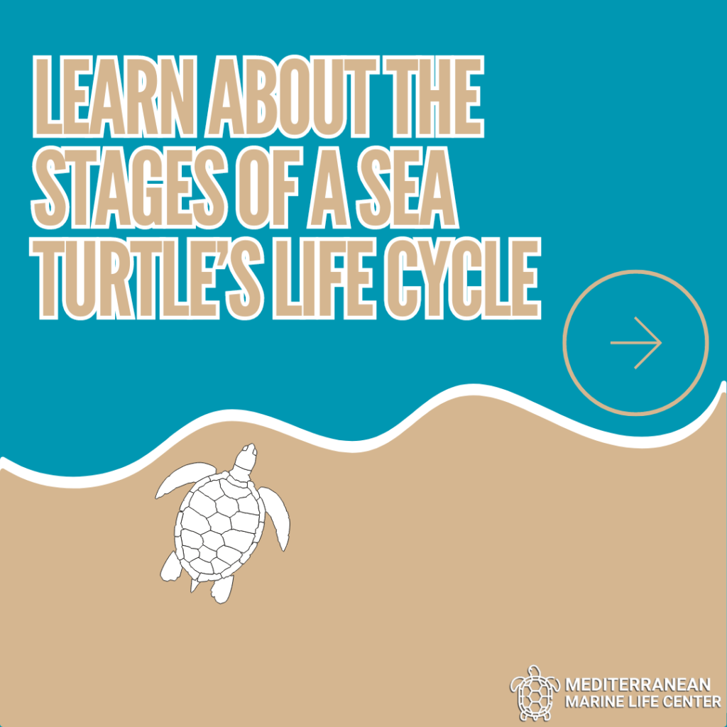 Sea Turtle Life Cycle | Zante Turtle Center
