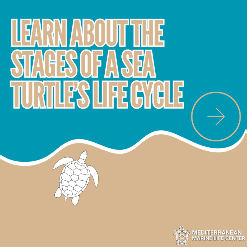 Sea Turtle Life Cycle | Zante Turtle Center