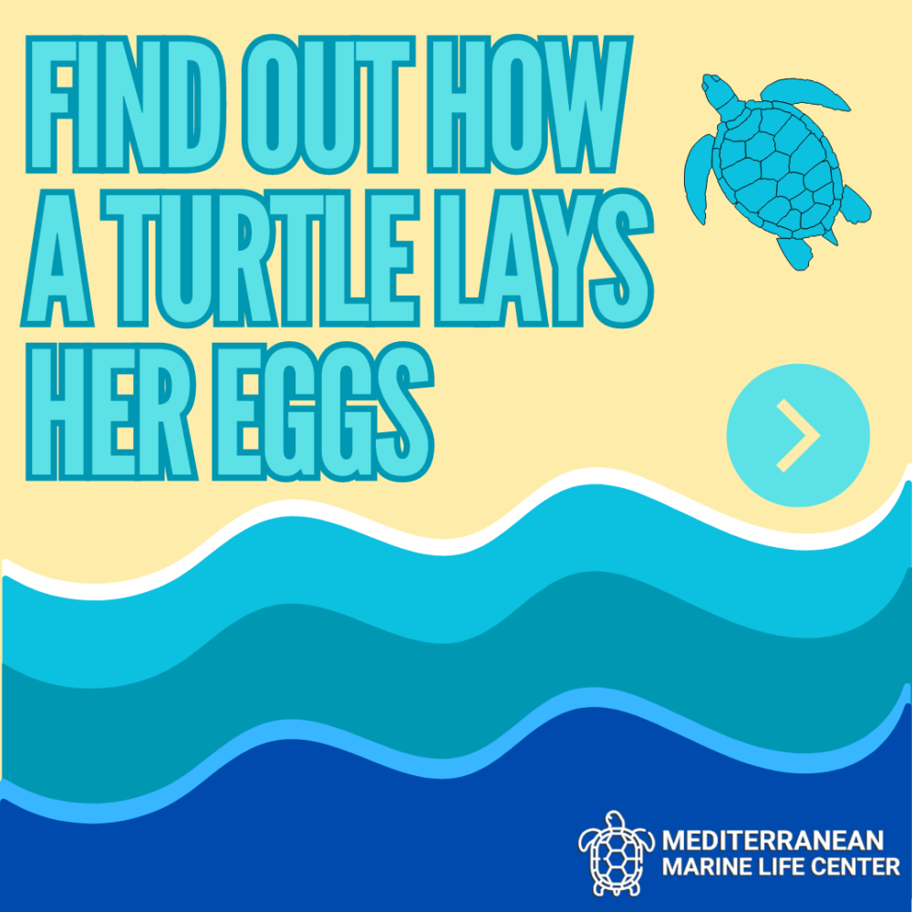 Sea Turtle Life Cycle | Zante Turtle Center