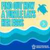 Sea Turtle Life Cycle | Zante Turtle Center