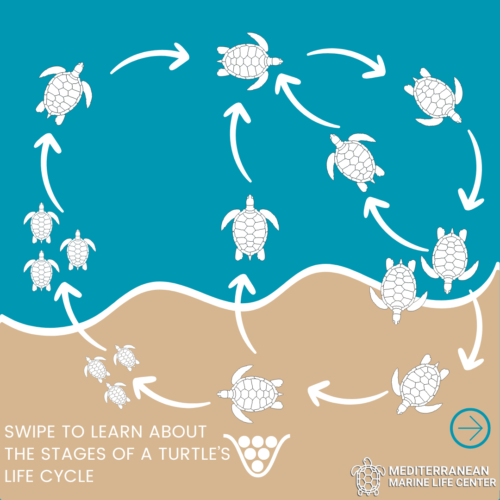 Sea Turtle Life Cycle | Zante Turtle Center