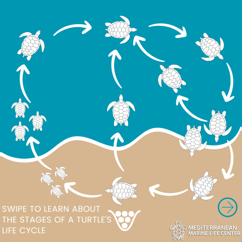 Sea Turtle Life Cycle | Zante Turtle Center