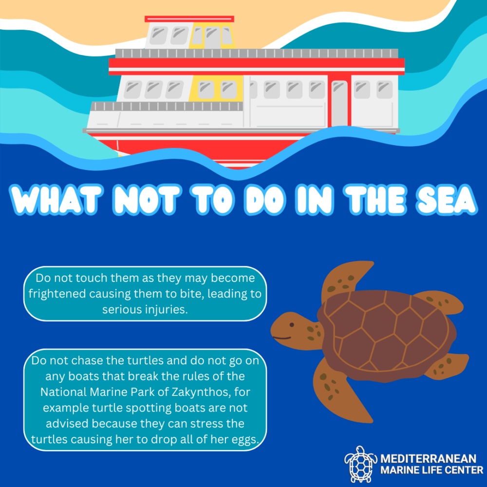 If You See a Turtle | Zante Turtle Center