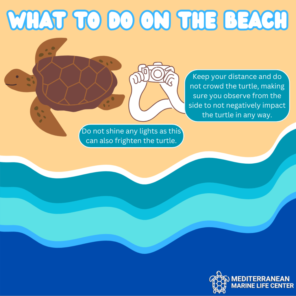 If You See a Turtle | Zante Turtle Center