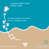 Sea Turtle Life Cycle | Zante Turtle Center