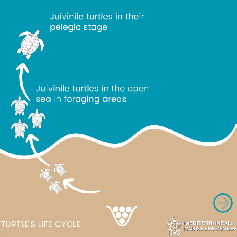 Sea Turtle Life Cycle | Zante Turtle Center