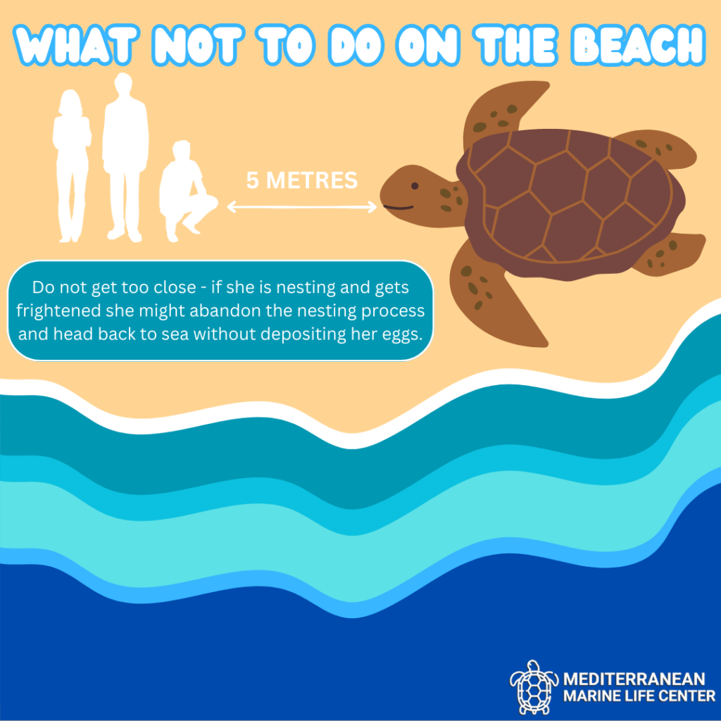 If You See a Turtle | Zante Turtle Center