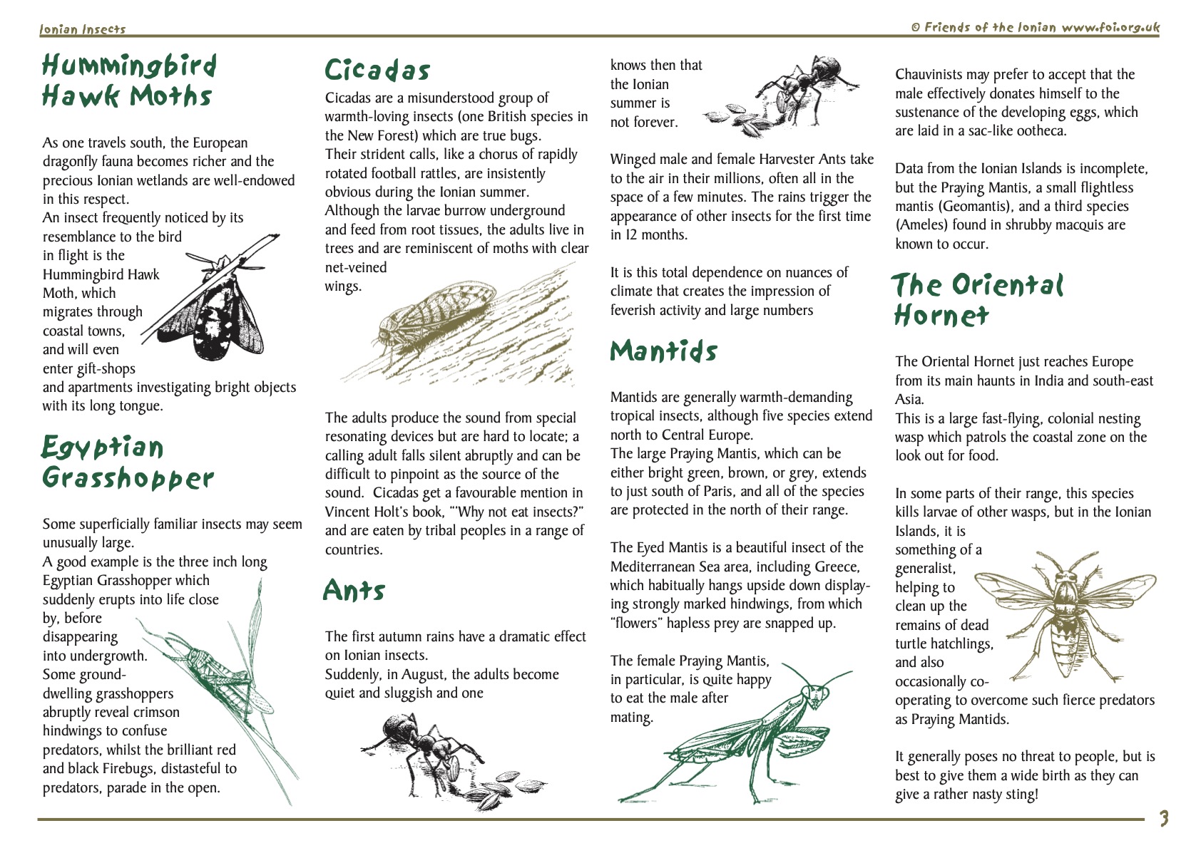 Insects | Zante Turtle Center