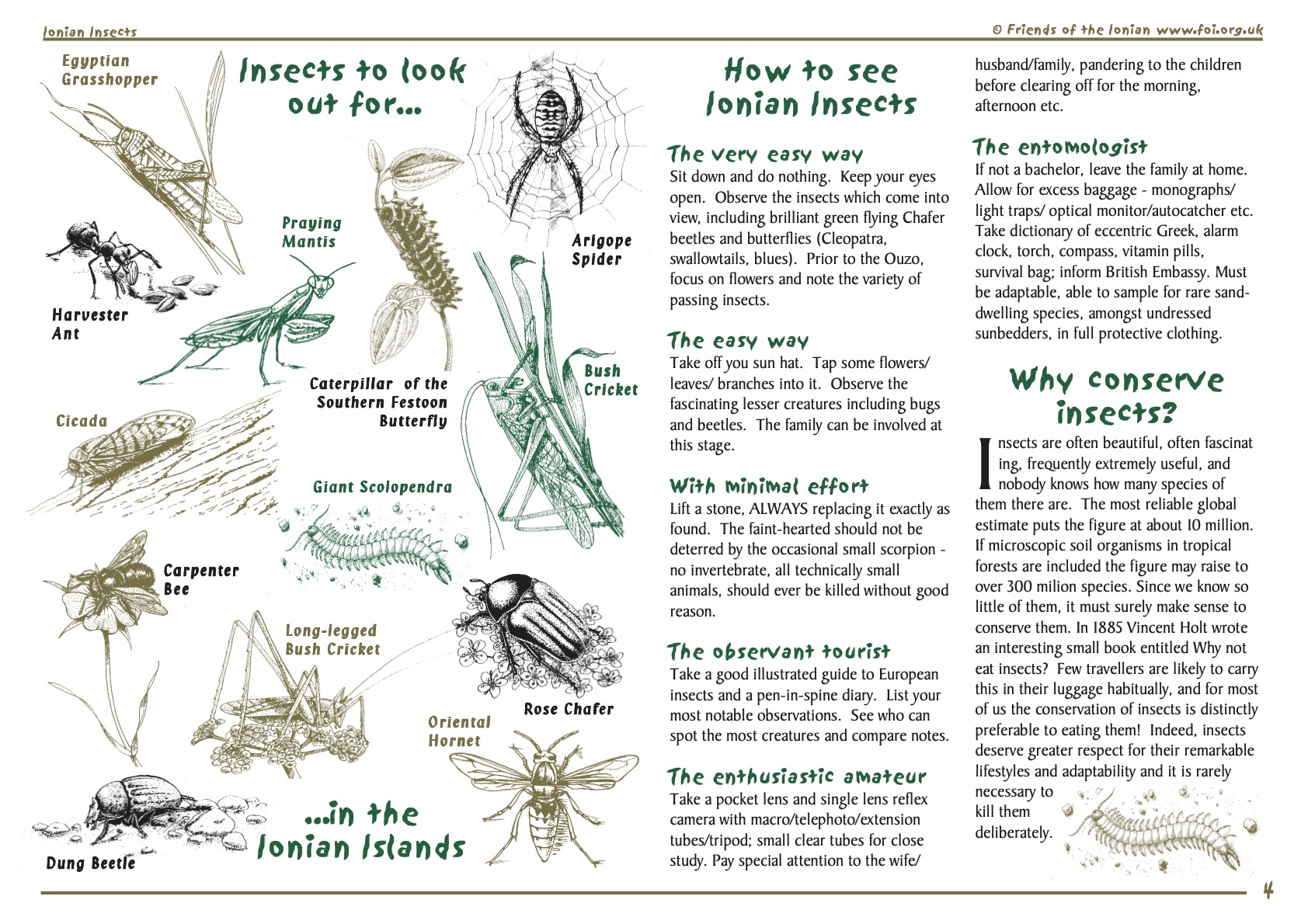 Insects | Zante Turtle Center