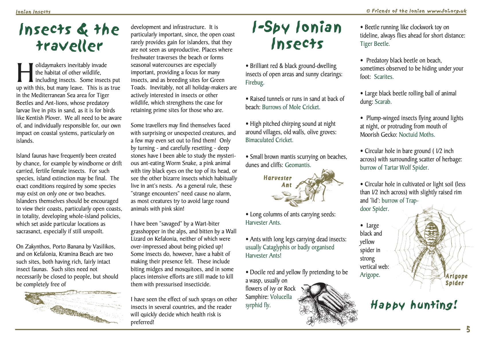 Insects | Zante Turtle Center