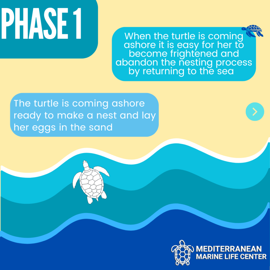 Sea Turtle Life Cycle | Zante Turtle Center