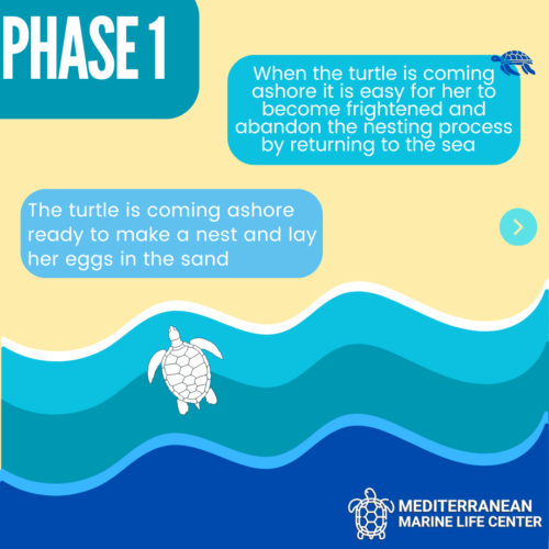 Sea Turtle Life Cycle | Zante Turtle Center