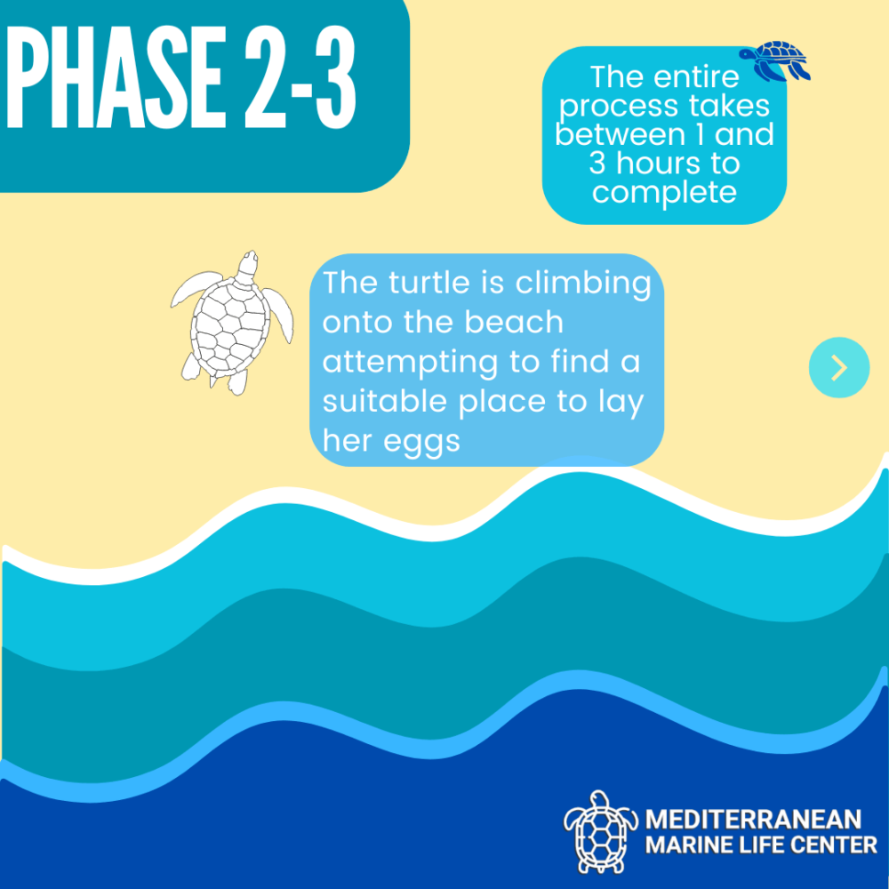 Sea Turtle Life Cycle | Zante Turtle Center