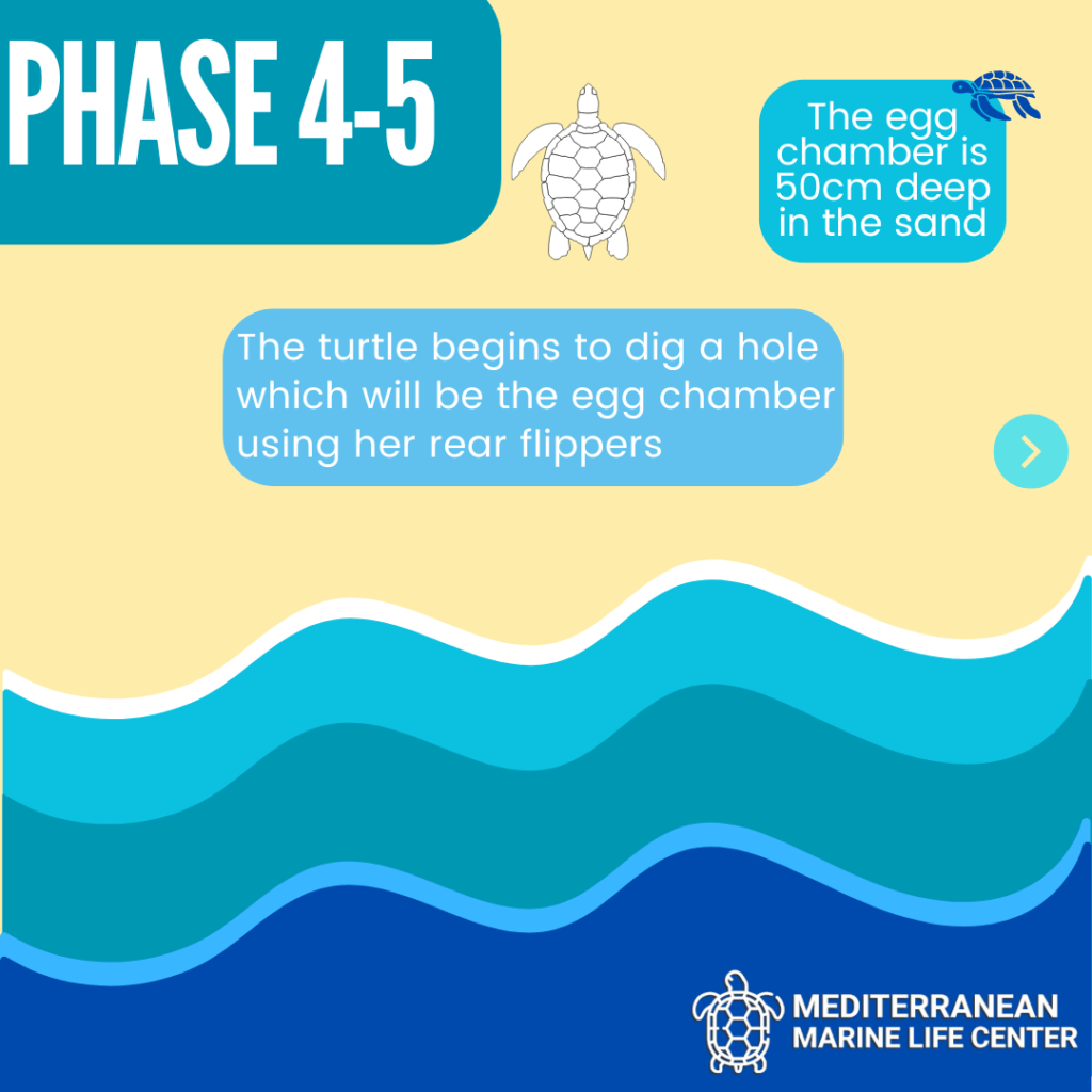 Sea Turtle Life Cycle | Zante Turtle Center