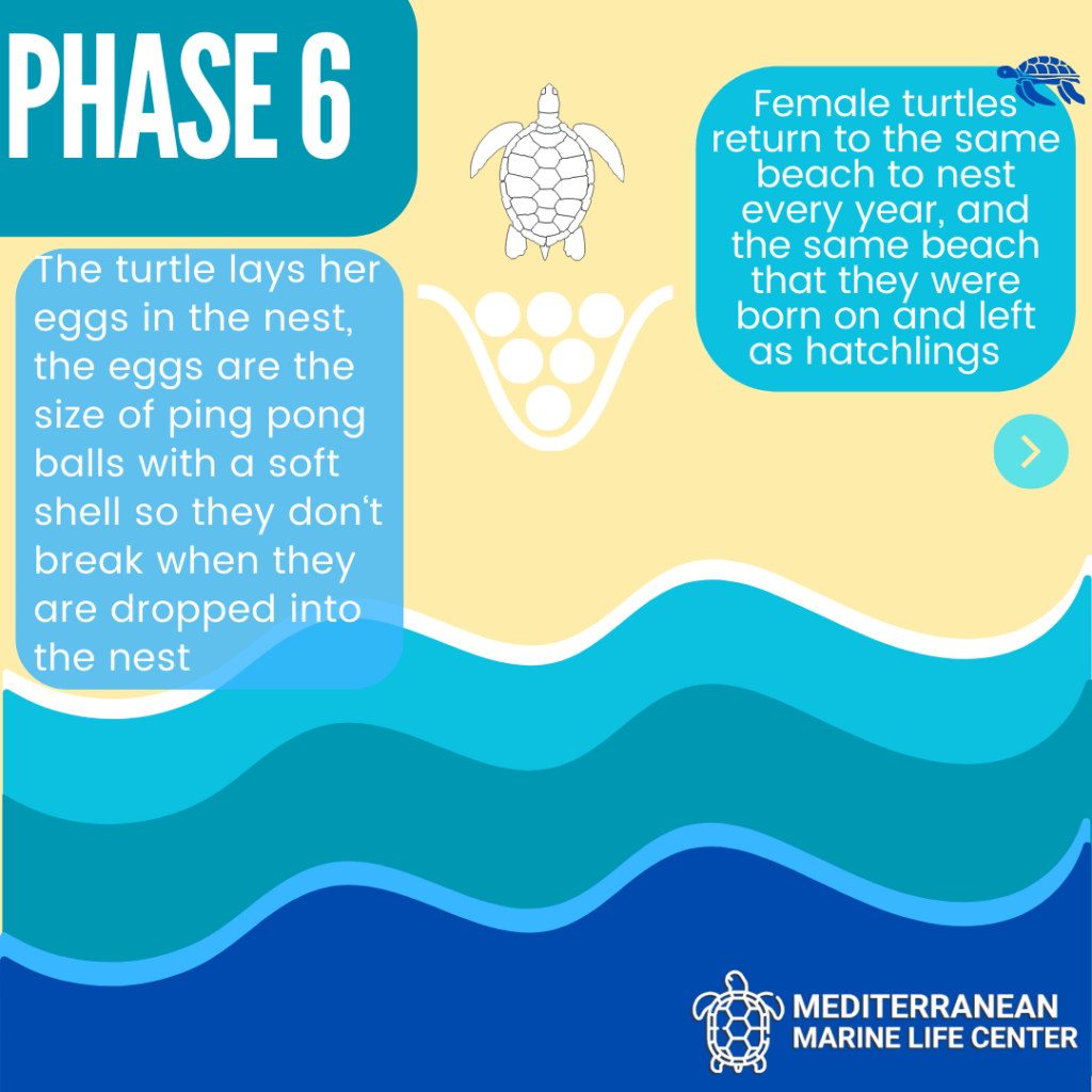 Sea Turtle Life Cycle | Zante Turtle Center