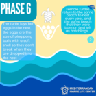 Sea Turtle Life Cycle | Zante Turtle Center