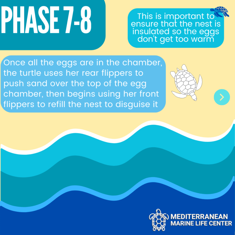 Sea Turtle Life Cycle | Zante Turtle Center