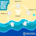 Sea Turtle Life Cycle | Zante Turtle Center