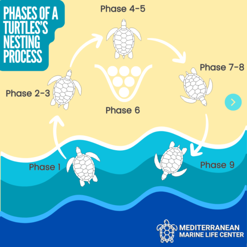 Sea Turtle Life Cycle | Zante Turtle Center