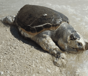 Threats to Sea Turtles | Zante Turtle Center