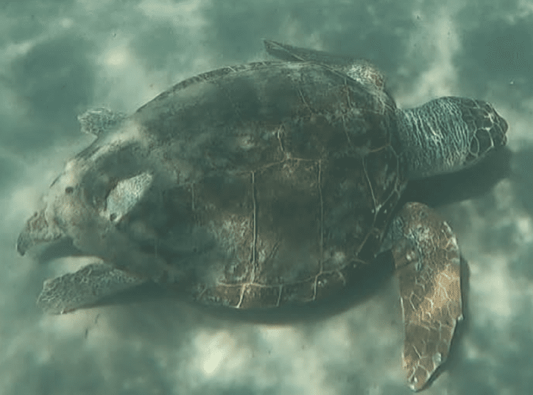 Threats to Sea Turtles | Zante Turtle Center