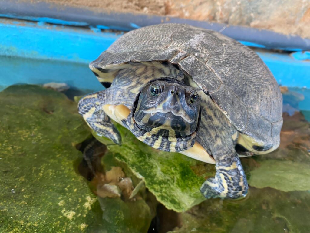 Our Terrapins | Zante Turtle Center